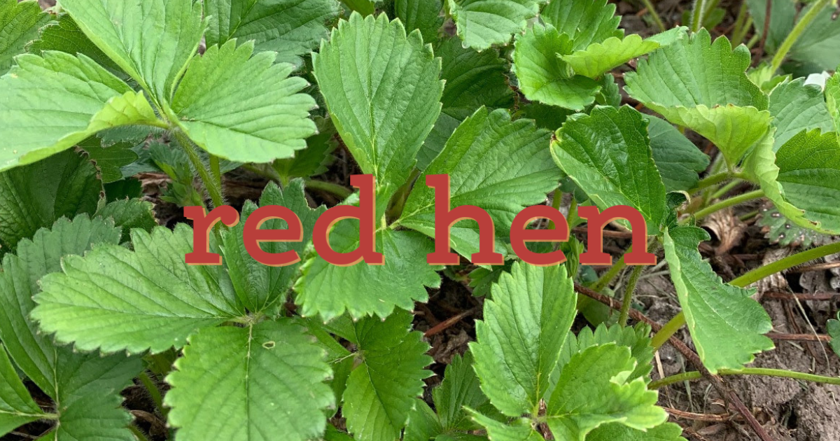 Home • Red Hen Farm & Orchard